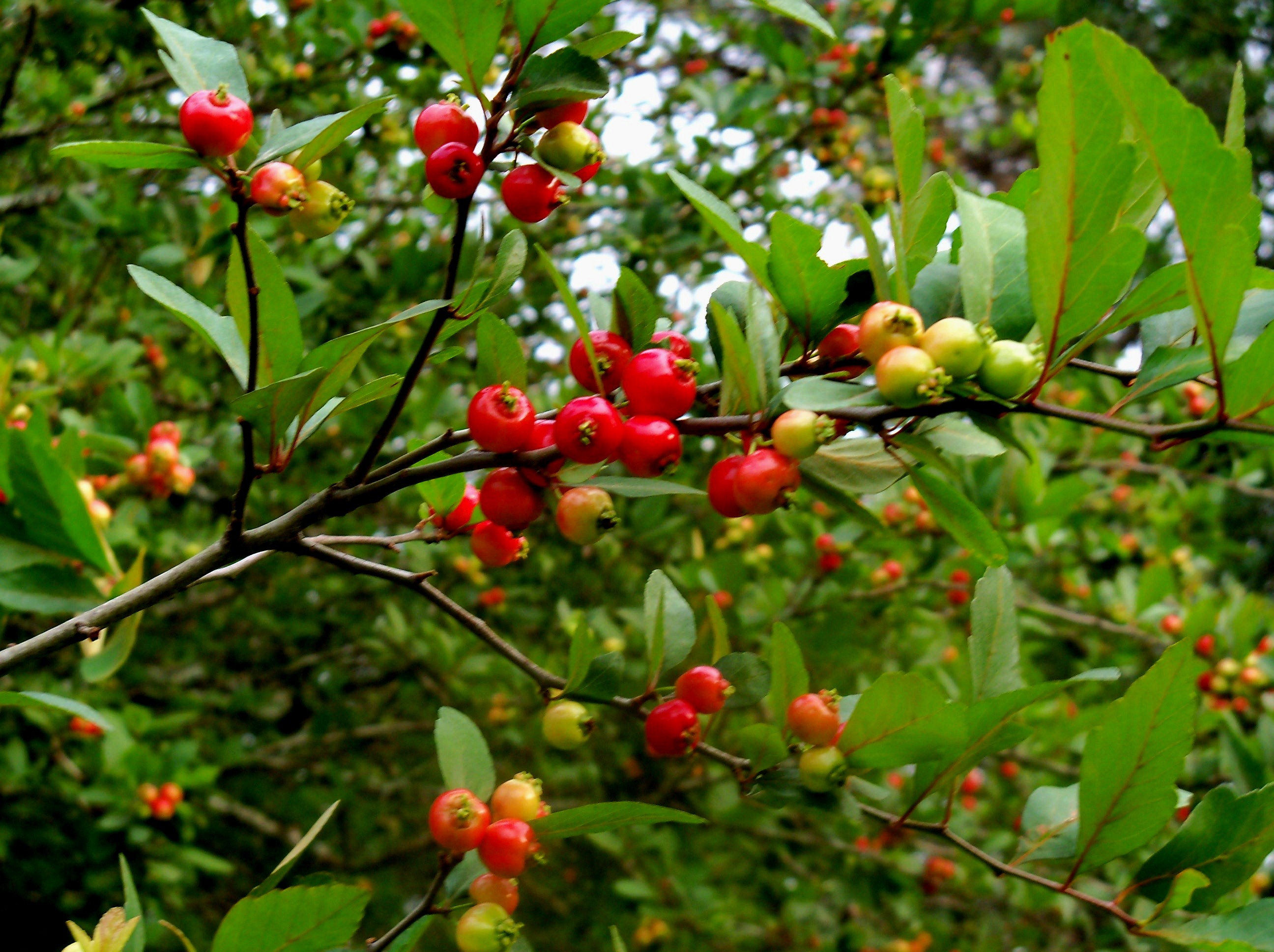 Louisiana Growers | Wholesale nursery | Amite, LA